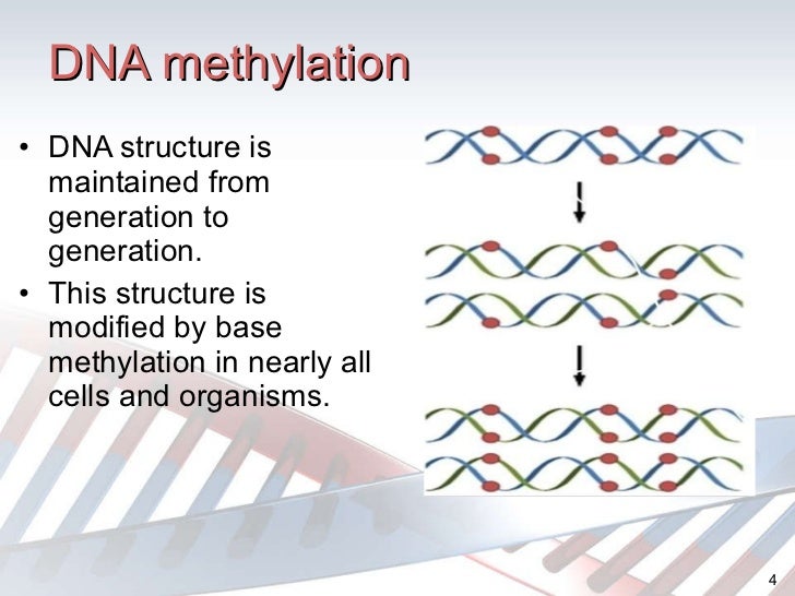 Dna Methylation