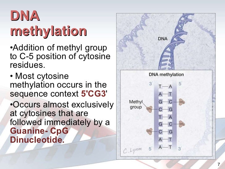 Dna methylation