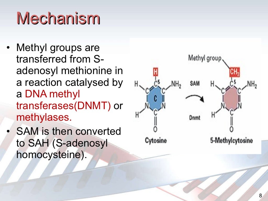 Dna methylation