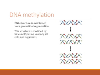 DNA methylation_2023.pptx