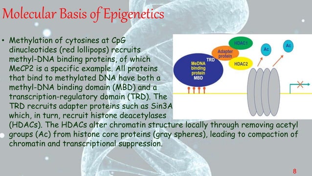 Dna methylation and epigenetics | PPTX | Medical Health