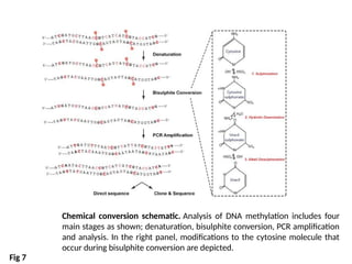 DNA methylation by Bisulphite sequencing MSC II write up.pptx
