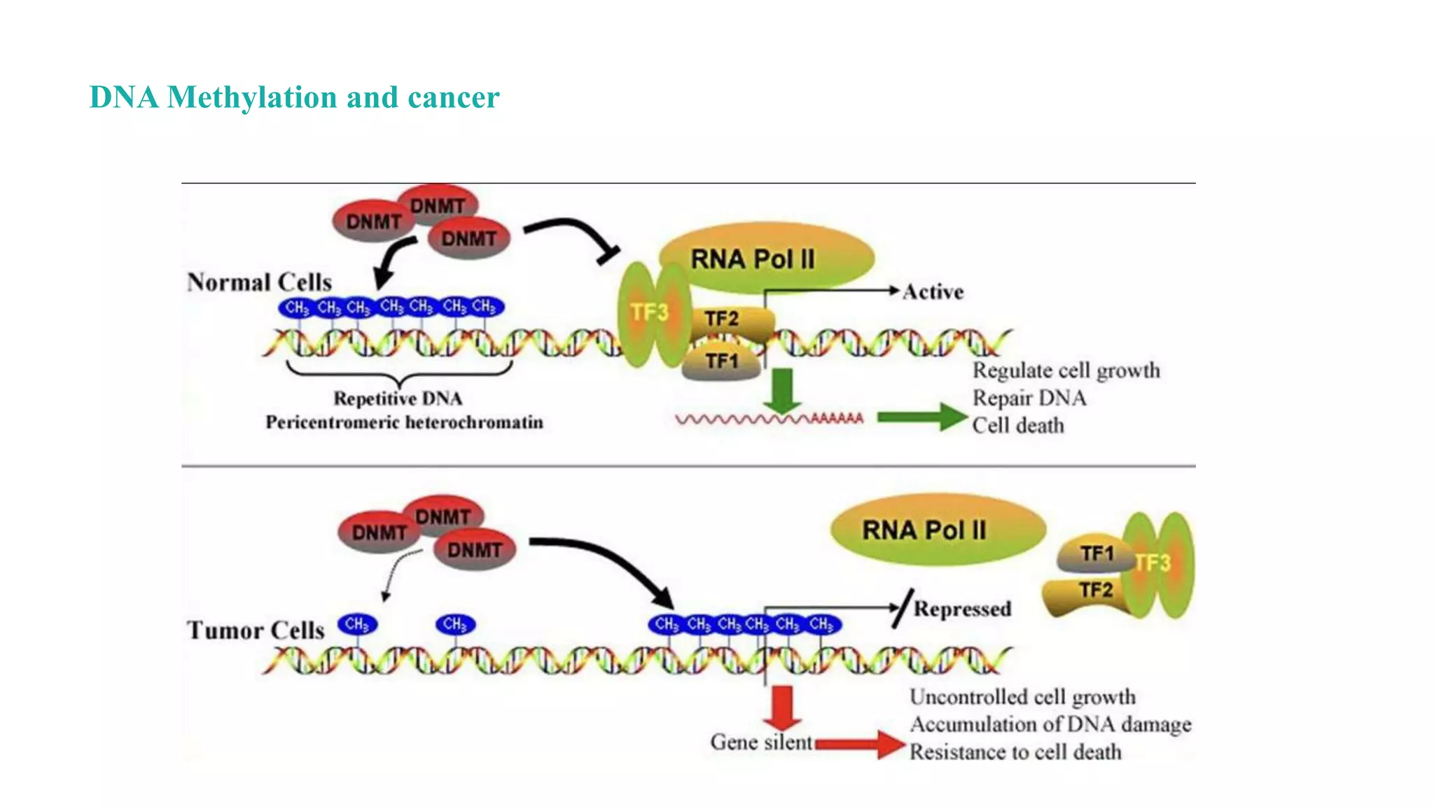 DNA methylation in lung cancer 1 (1) (2).pptx