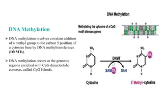 DNA methylation in lung cancer 1 (1) (2).pptx