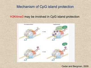Dna methylation pattern during development | PPT