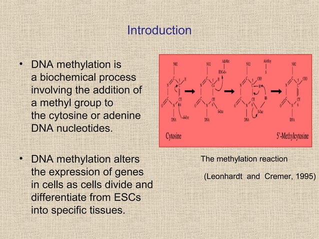 Dna Methylation Pattern During Development Ppt