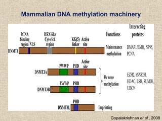 Dna Methylation Pattern During Development Ppt