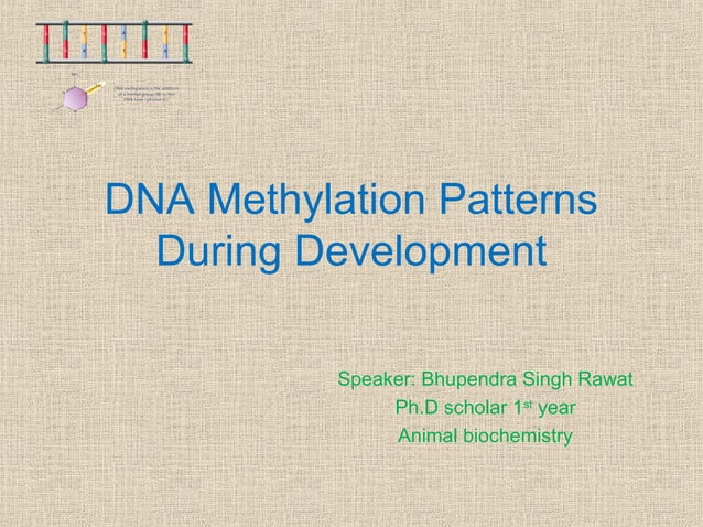 Dna methylation pattern during development | PPT