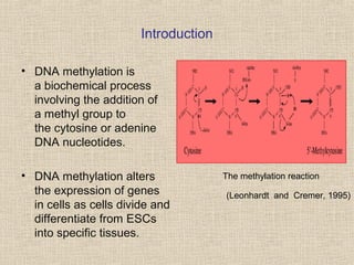 Adenine Methylation
