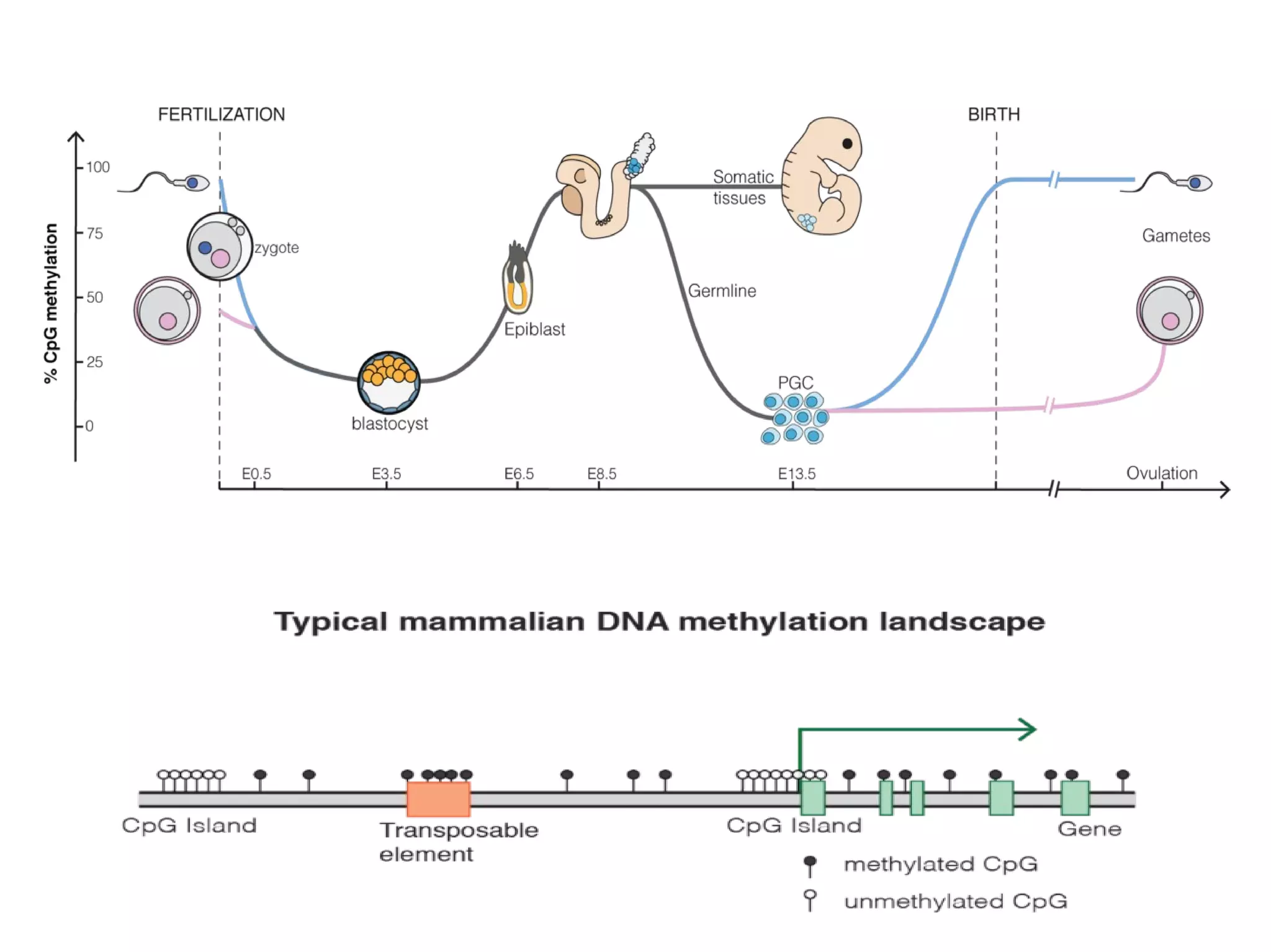 Dna methylation signature | PPT