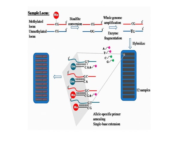Dna methylation signature | PPT