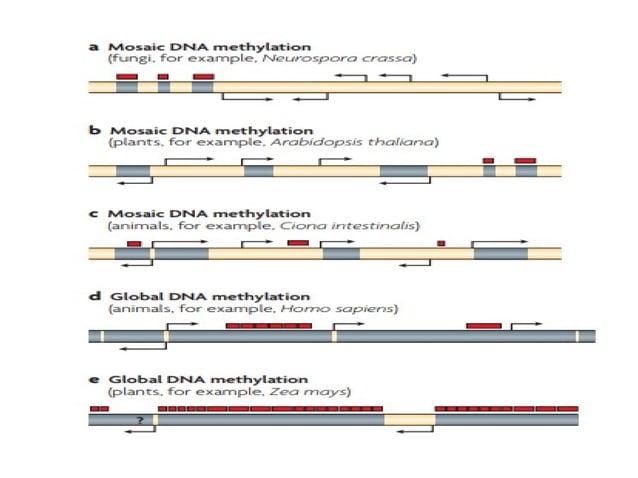 Dna methylation signature | PPT