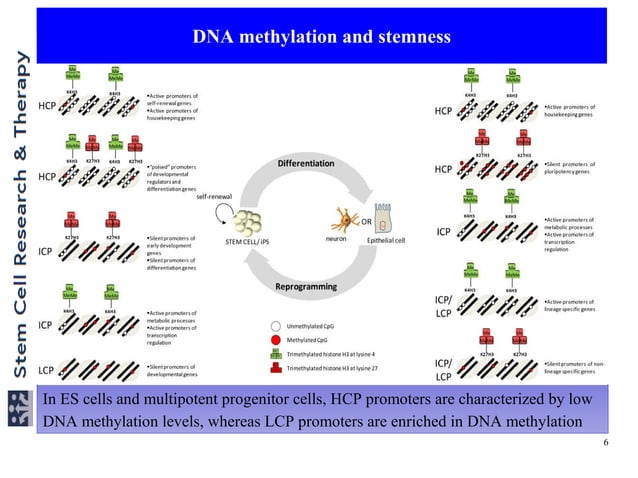 Dna methylation signature | PPT