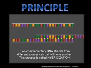 DNA Microarray and its Methodology | PPTX