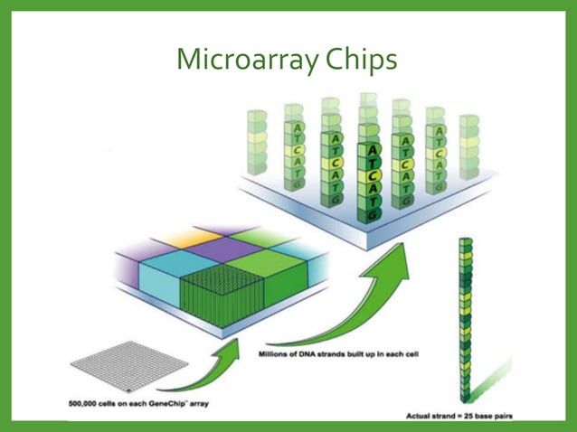 Dna microarray | PPTX