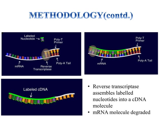 Dna microarray | PPT