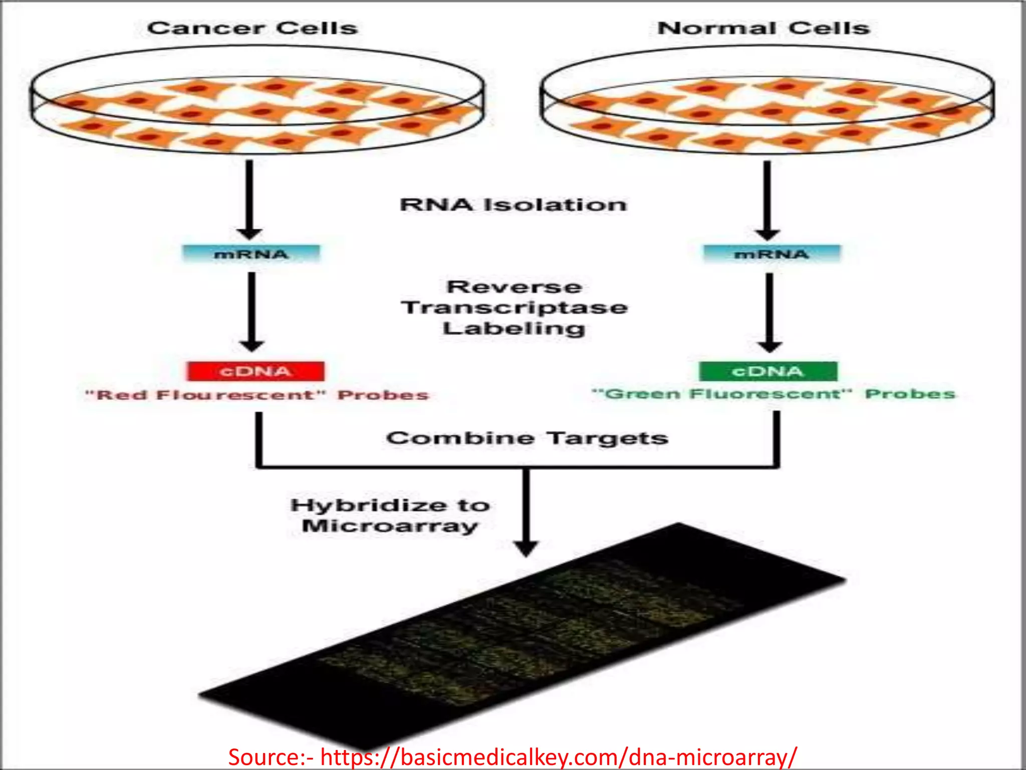 Dna microarray | PPT