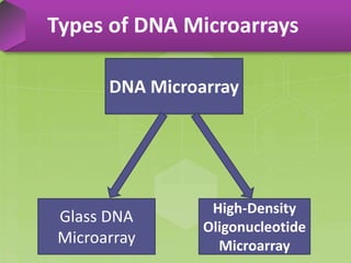 Dna microarray | PPT