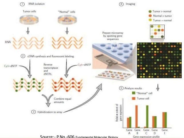 Dna microarray