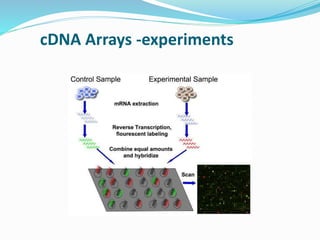 DNA micro array by kk sahu | PPTX | Biological Sciences | Science