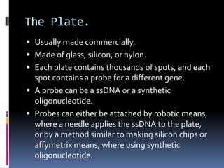 DNA microarray.ppt