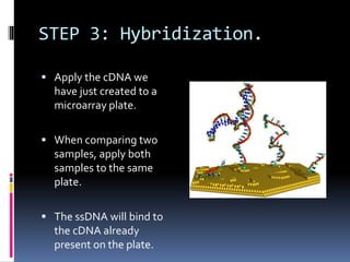 DNA microarray.ppt