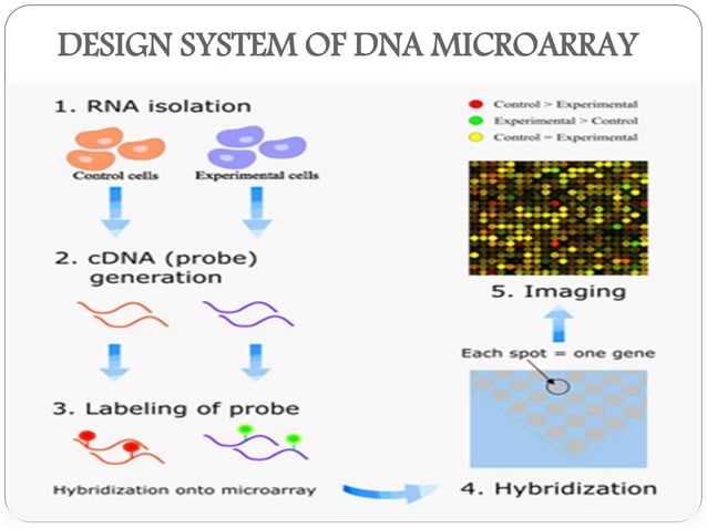 Dna microarray and its role in plant pathology