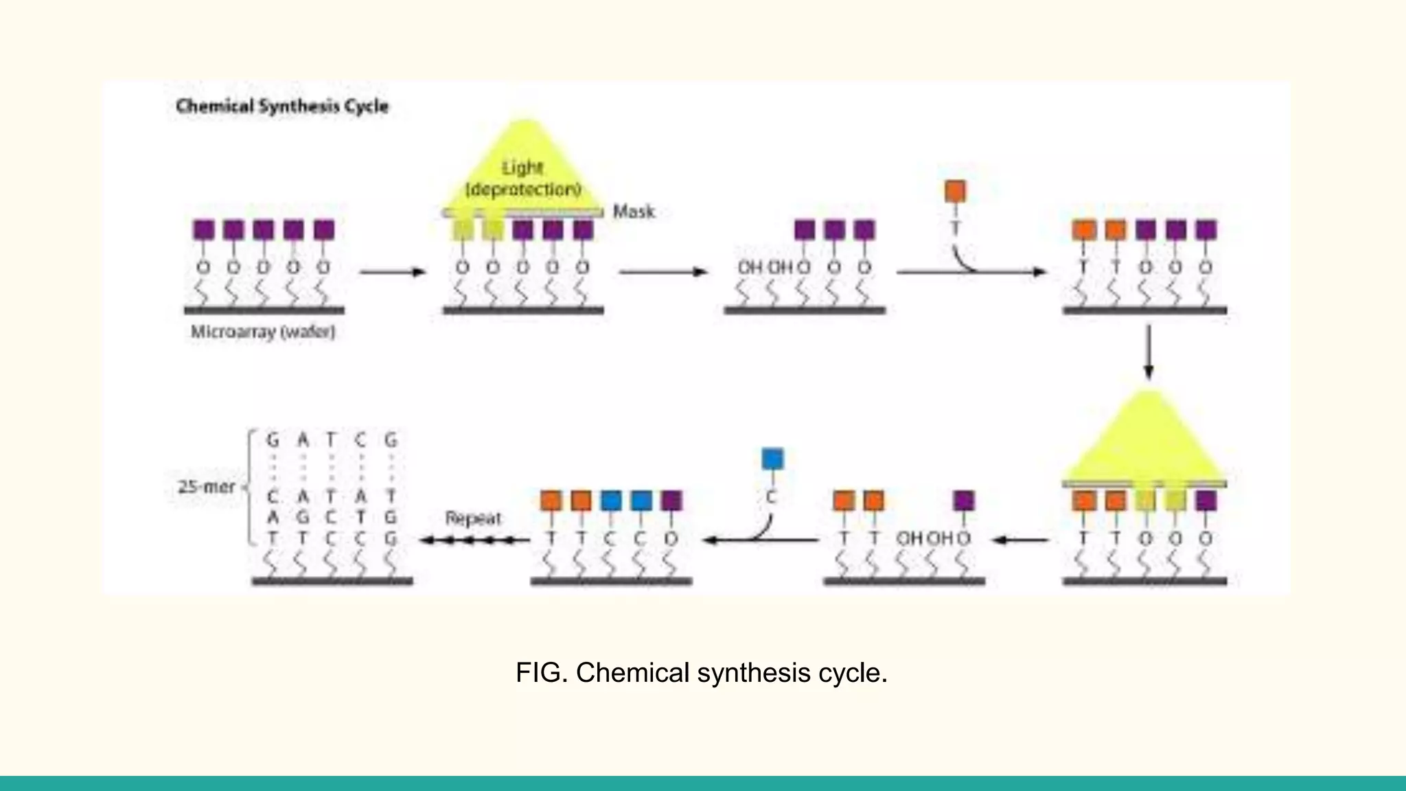 DNA microarray Technique | PPTX | Chemistry | Science