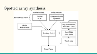 DNA microarray Technique | PPTX | Chemistry | Science