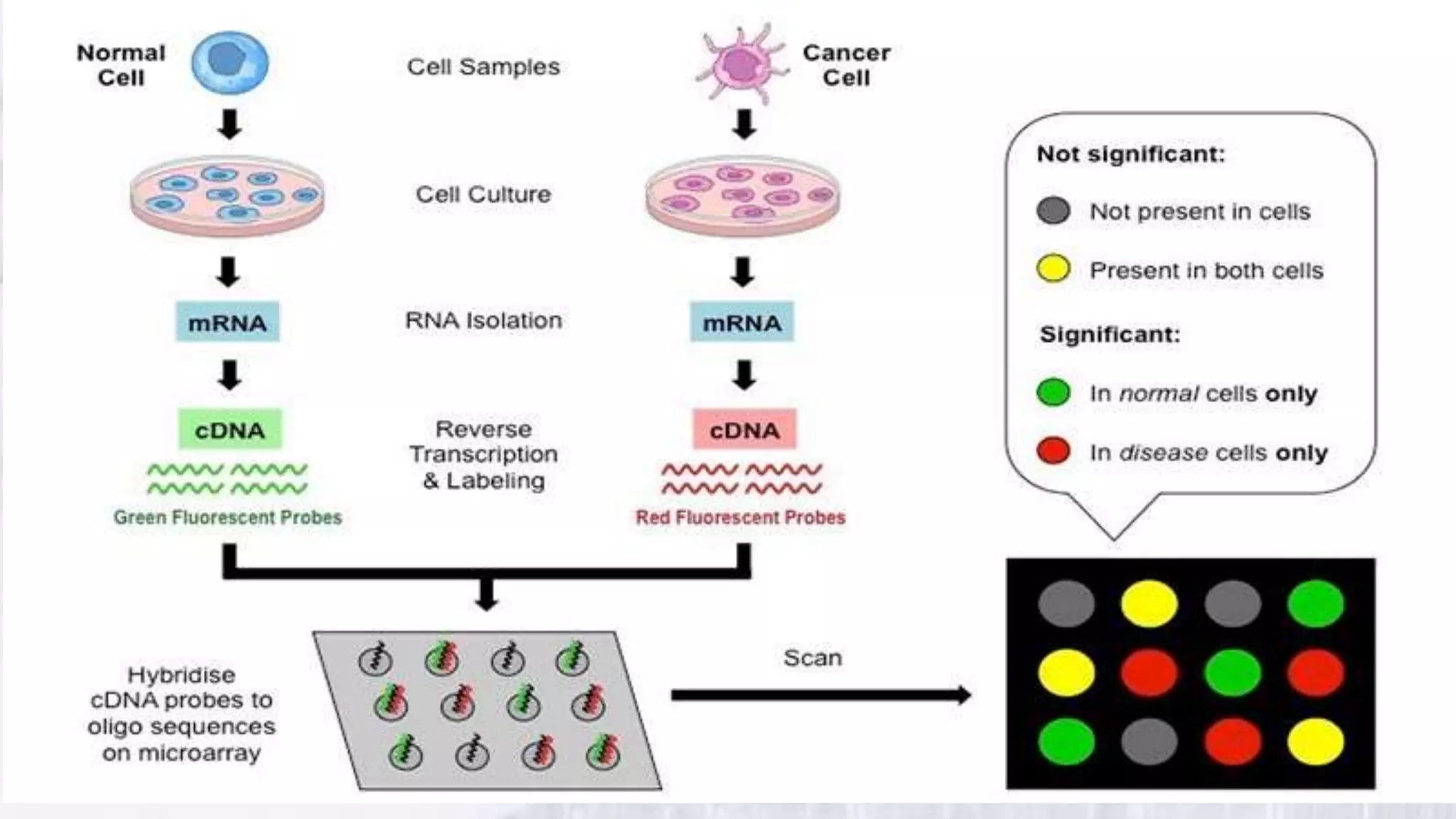 dna microarray .pptx