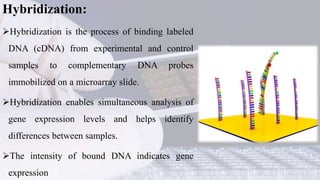 dna microarray .pptx