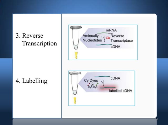 Dna microarray (dna chips) | PPTX