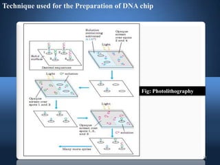 Dna microarray (dna chips) | PPTX