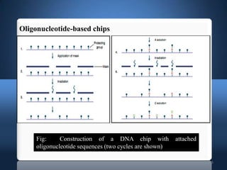 Dna microarray (dna chips) | PPTX