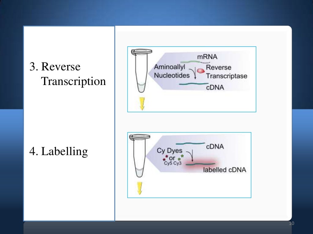 Dna microarray (dna chips)