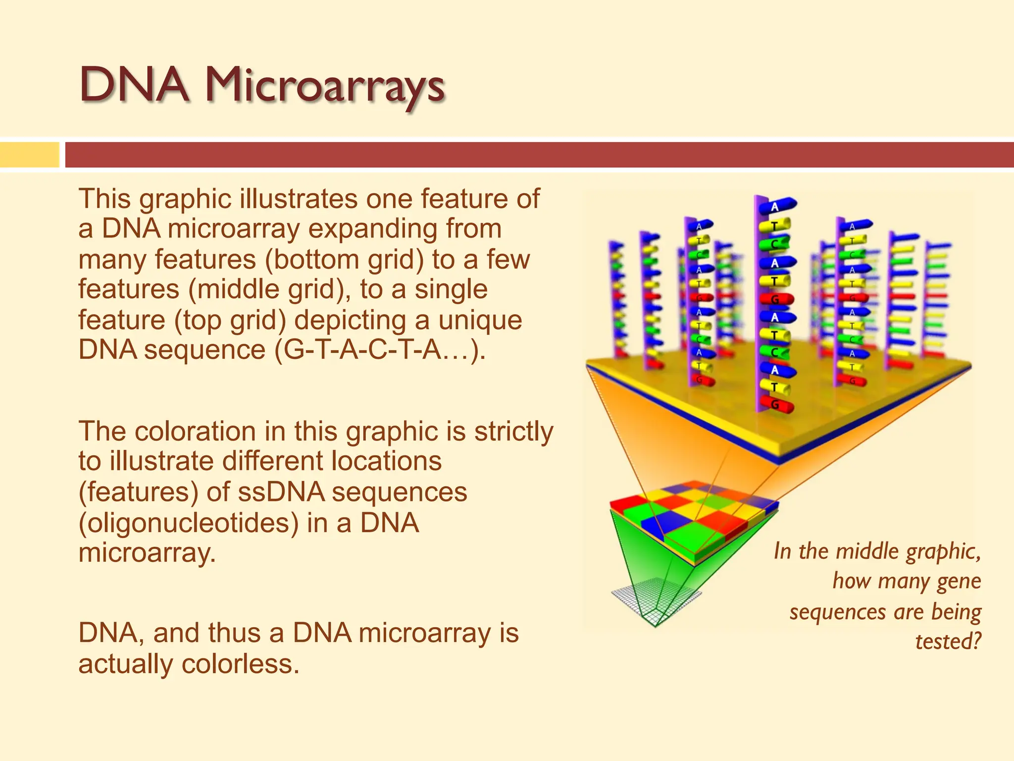 DNA_microarray_presentation Dna fingerprinting dna biotechnology | PDF | Genetics | Science