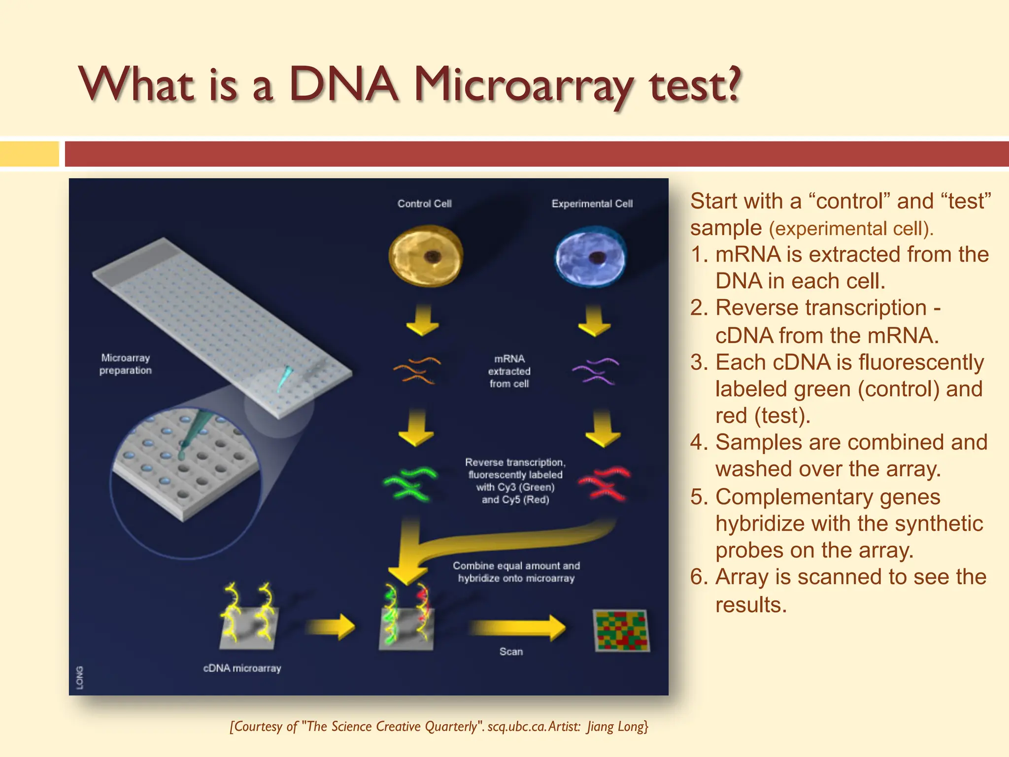 DNA_microarray_presentation Dna fingerprinting dna biotechnology | PDF ...