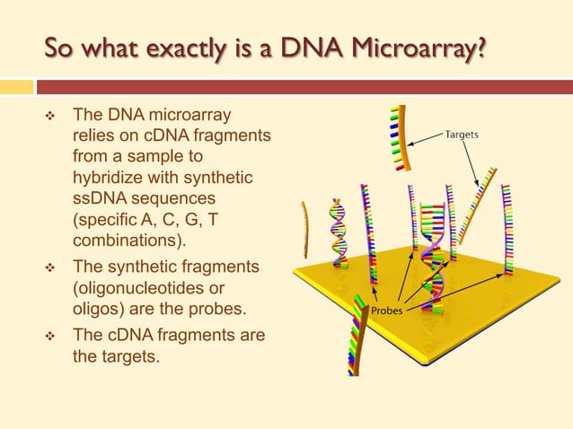 DNA_microarray_presentation Dna fingerprinting dna biotechnology | PDF ...
