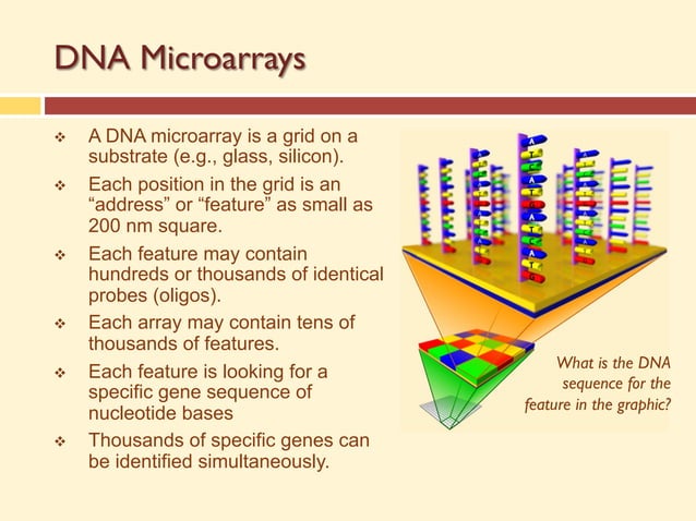 DNA_microarray_presentation Dna fingerprinting dna biotechnology | PDF ...