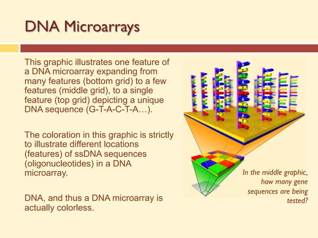 DNA_microarray_presentation Dna fingerprinting dna biotechnology | PDF | Genetics | Science