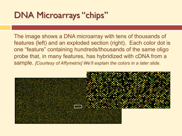 DNA_microarray_presentation Dna fingerprinting dna biotechnology | PDF ...
