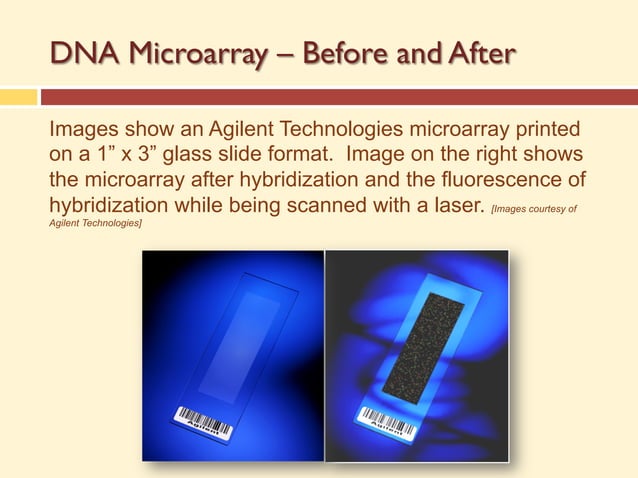 DNA_microarray_presentation Dna fingerprinting dna biotechnology | PDF ...