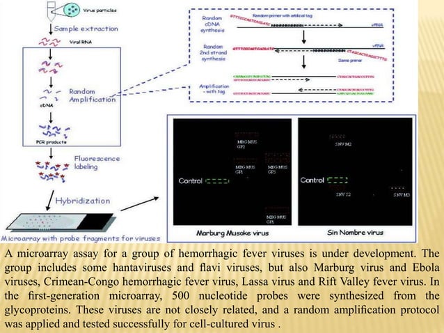 Dna Microarray Technique For Detection And Identification Of Virus Ppt