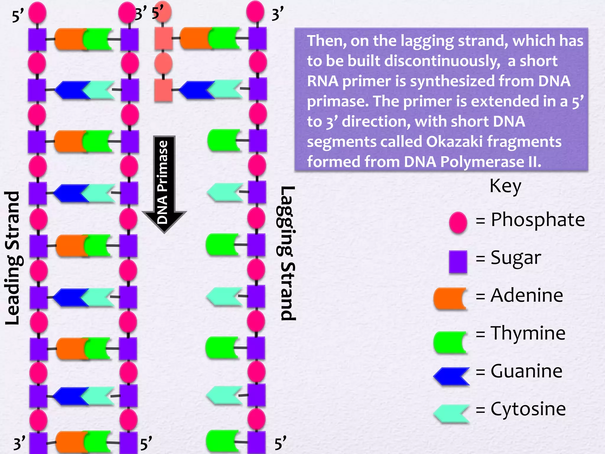 DNA Model | PPT