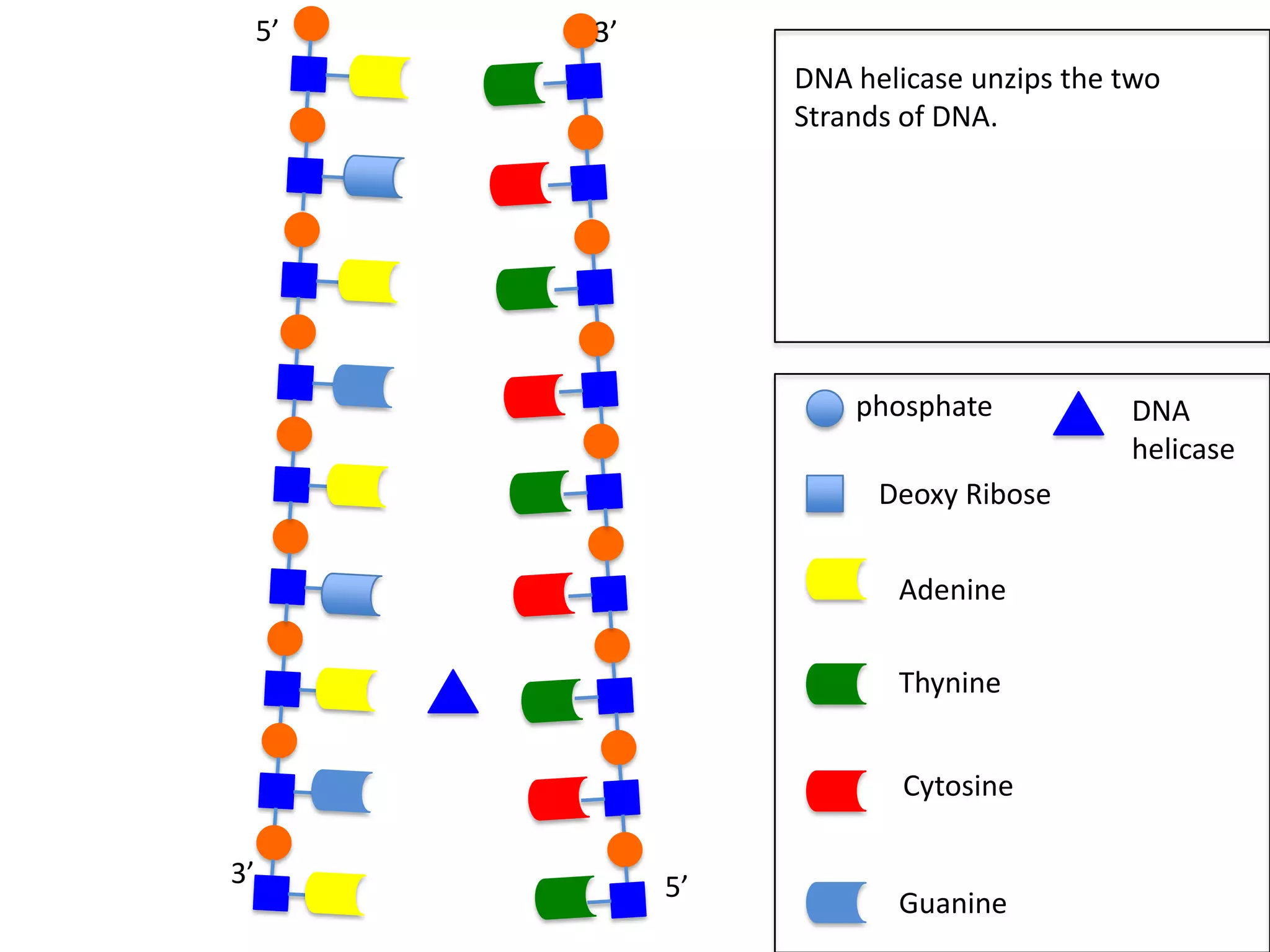 DNA_replication_peace | PPTX