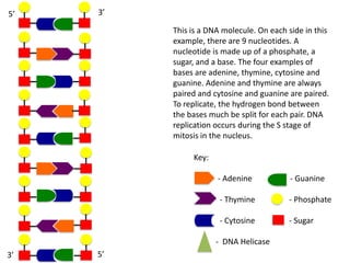 NickConstantDNAReplication | PPT