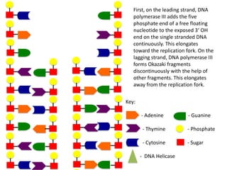 NickConstantDNAReplication | PPT