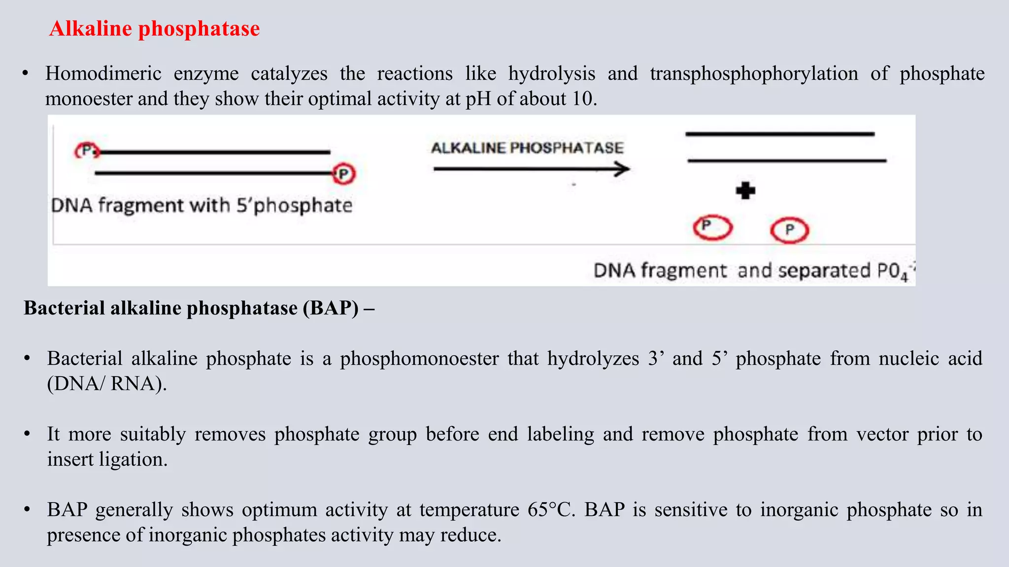 ENZYMES IN RECOMBINANT DNA TECHNOLOGY | PPTX