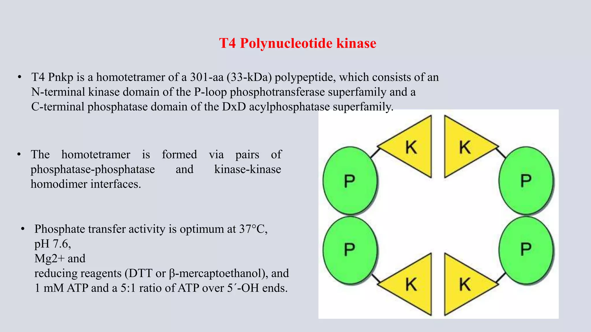 ENZYMES IN RECOMBINANT DNA TECHNOLOGY | PPTX