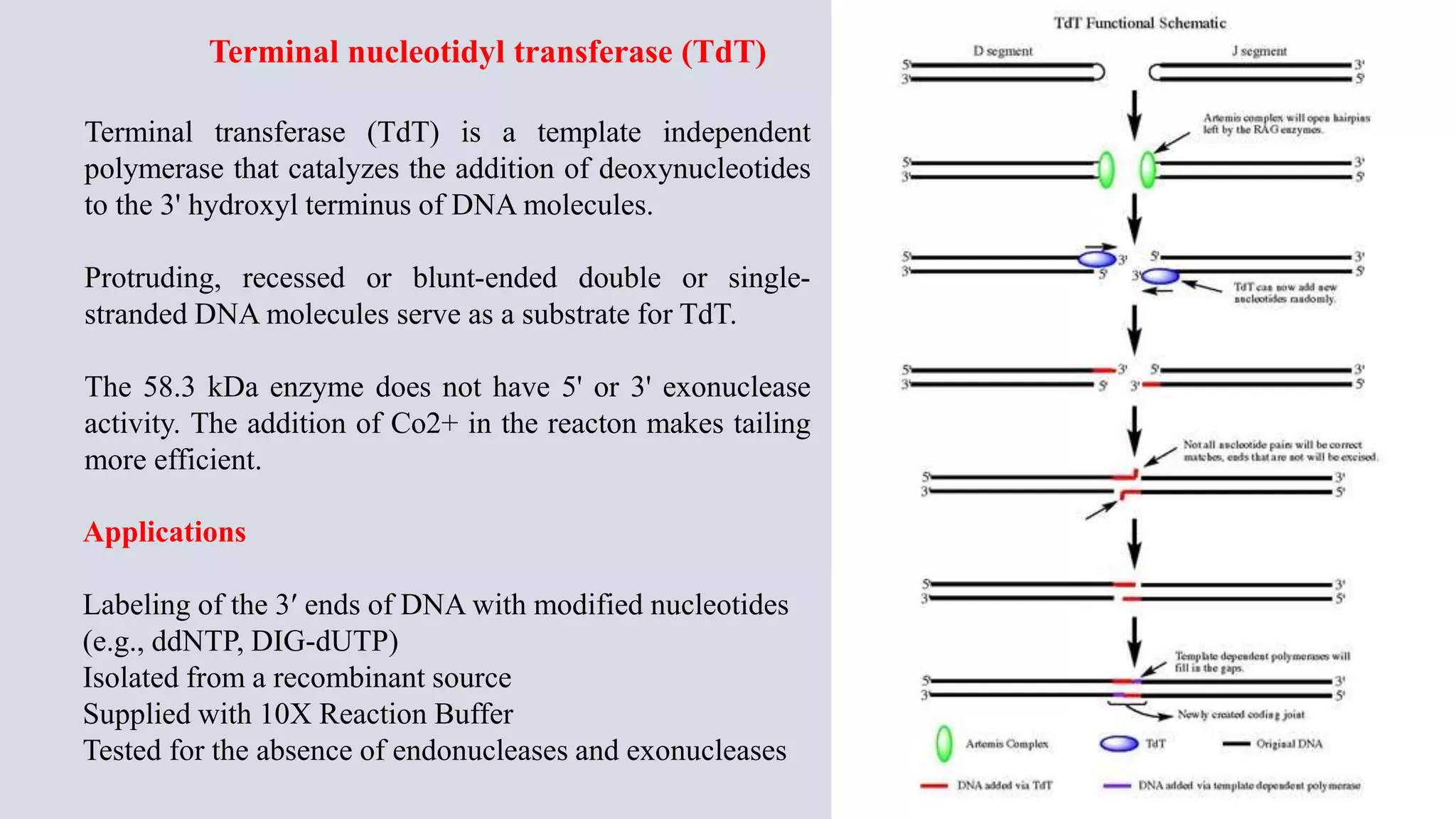 ENZYMES IN RECOMBINANT DNA TECHNOLOGY | PPTX